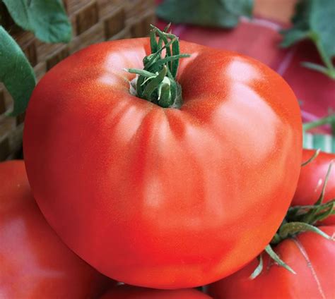 Сияна най новият хибриден сорт домати Български Фермер