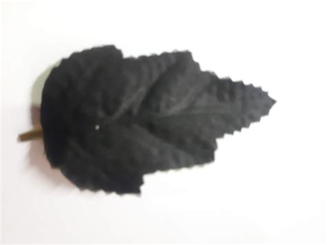 Yaprak Tespit Object Detection Dataset And Pre Trained Model By Project Lnrc3