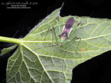 Minnesota Seasons Pale Green Assassin Bug