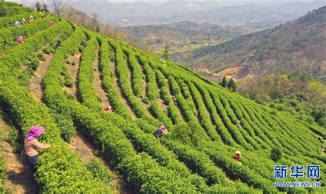 河南商城：头茬高山茶抢“鲜”开摘 新华网河南频道