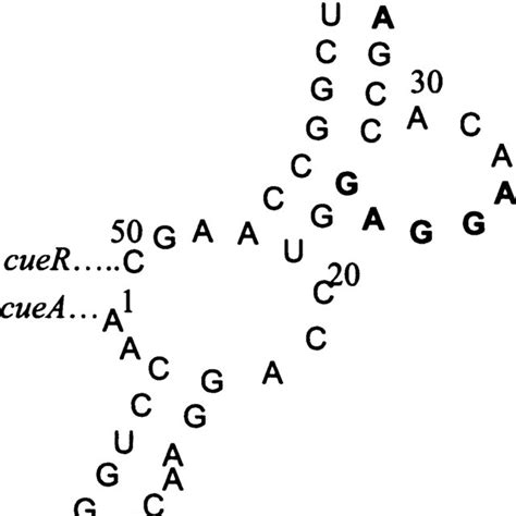 Secondary Structure Of RNA The Stemloop Structure Of The RNA Sequence Download Scientific