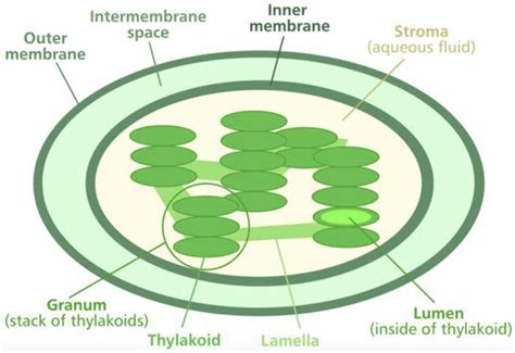 Chlorophyll In Thylakoid