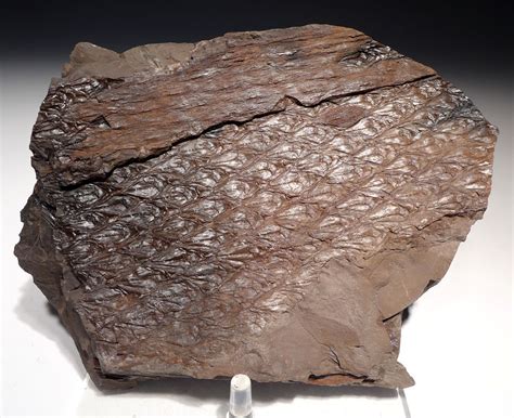 Lepidodendron Fossil