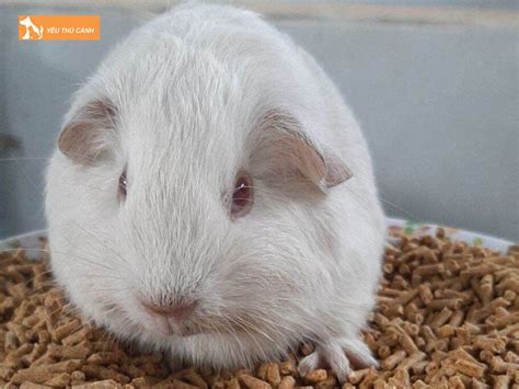 Chuột Lang Là Con Gì Đặc điểm Và Cách Nuôi Và Giá Bán Phổ Biến