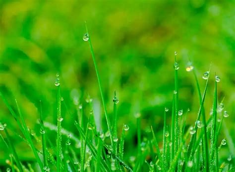 Guide To Sprinkler Heads And Coverage