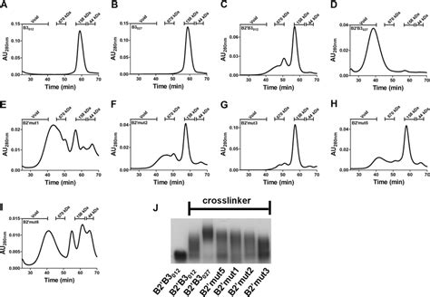 Multimer Analysis By Gel Filtration And Cross Linking A I Multimer