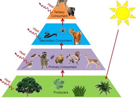 Why Is The Pyramid Of Biomass Of Aquatic Ecosystem Inverted Archives