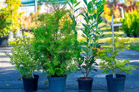 Baumschule And Gartenbau Van Pütten Unser Sortiment