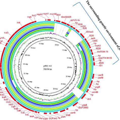 Comparative Genomics Analysis Of Incfii Plasmids Carrying Fosa3 The Download Scientific