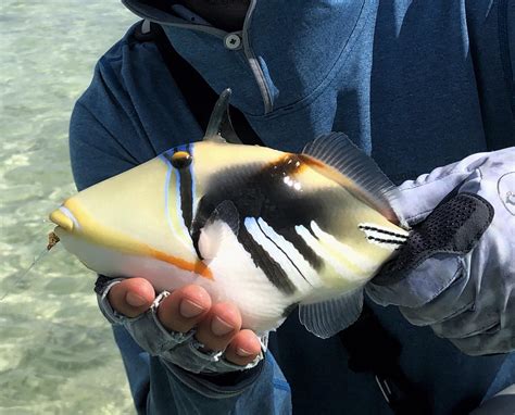 114 Best Triggerfish Images On Pholder Fishing Splatoon And Fort Nite Br