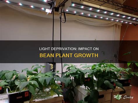 How Light Removal Impacts Bean Plant Growth And Yield Shuncy