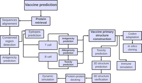 New Potent Vaccine Against Brucellosis Based On Multi Epitope Prediction Method Of Inf C Protein