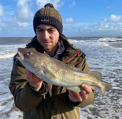 Cod Hit The Lancashire Beaches Planet Sea Fishing