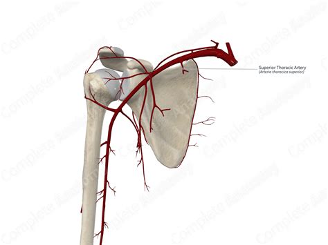 Superior Thoracic Artery Complete Anatomy