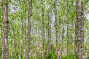 10 Red Alder Tree Symbolism Facts And Meaning Zodiac Superstitions Dreams And Myths Hep6