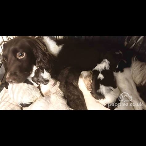 Cockapoo Sale Beaminster Dorset Beautiful Litter Of 8 Cockapoos