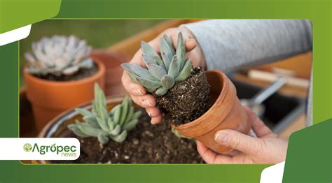 Como Salvar Uma Planta Que Está Morrendo Passo A Passo