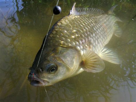 Il Carassio Sembra Una Piccola Carpa Ma Non Lo è Affatto Pesca Facile