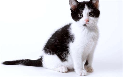 Black And White Cat Desktop Wallpapers Top Free Black And White Cat