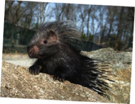 African Porcupine Diet