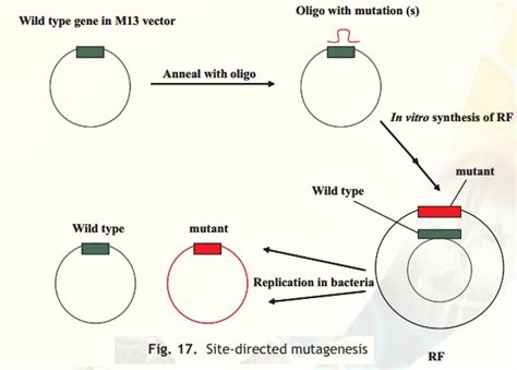 Site Directed Mutagenesis