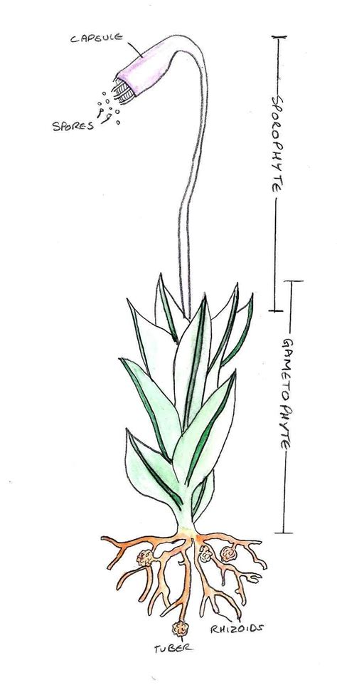 The Anatomy Of A Moss Plant Explained With A Diagram