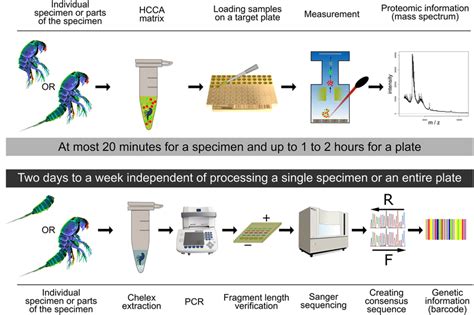 Workflow Comparison Maldi Tof Ms And Coi Barcoding The Upper Part