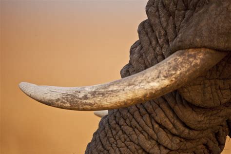 Zanne Bilder Stock Fotos And Videos Adobe Stock