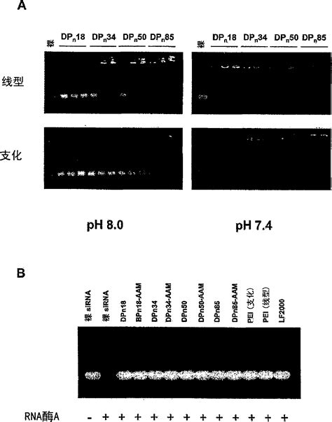 Oligonucleotide Non Viral Delivery Systems Eureka Patsnap