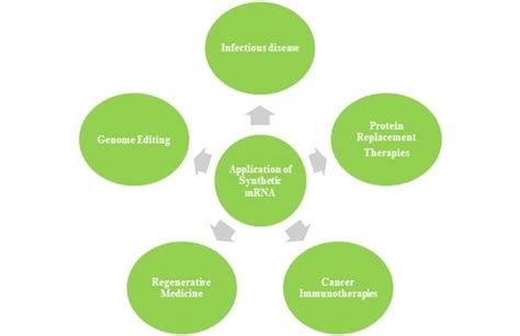 Understanding Mrna Production The Key To Modern Medicine