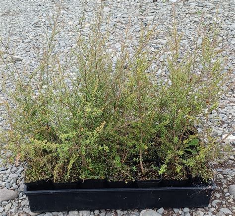 Leptospermum Scoparium Manuka X 30 Landscape Grade Orari Nursery Online