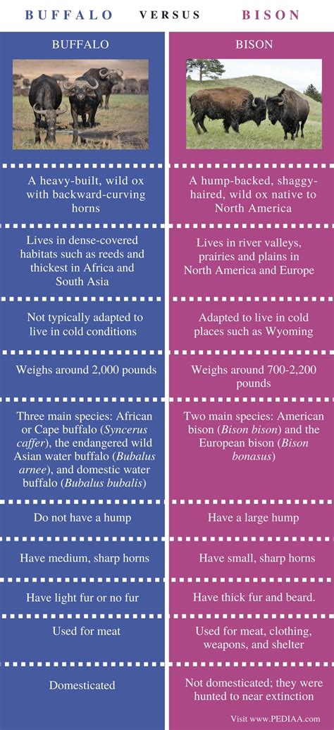 Difference Between Buffalo And Bison Pediaacom