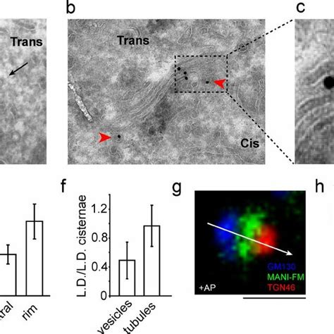Mani Fm Localizes To A Cis Medial Position In The Golgi Stack Hela Download Scientific Diagram