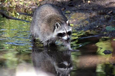 Raccoon Water Reflection Free Photo On Pixabay Pixabay
