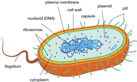 Bacteria Cell Diagram