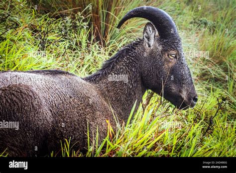 Nilgiri Tahr Nilgiritragus Hylocrius This Wild Goat Like Ungulate Is