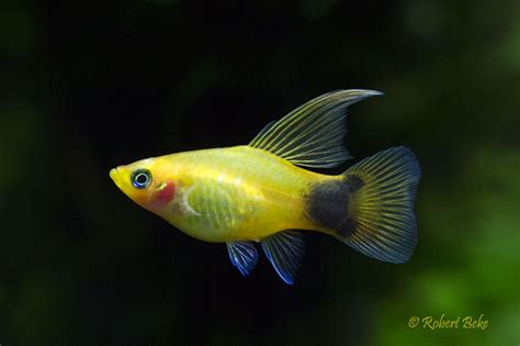 Xiphophorus Maculatus Akvaristika I Teraristika