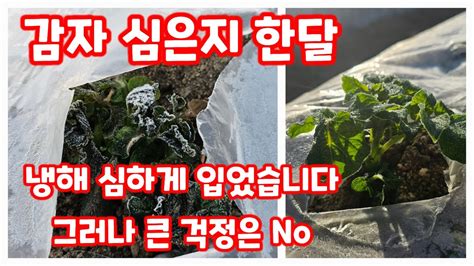 감자 심은지 한달 냉해 입었습니다 Youtube