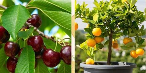 8 Best Dwarf Fruit Tree Varieties For High Yields In Your Small Garden