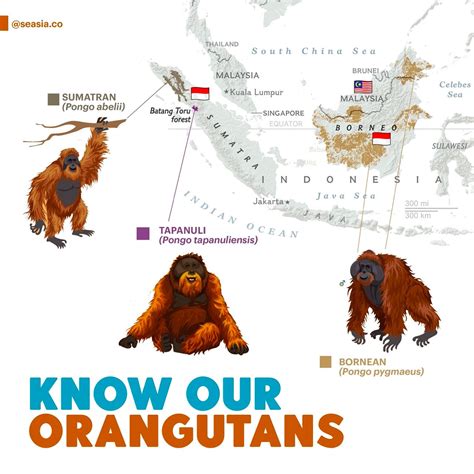 Map The Remaining Safe Haven For Orangutans