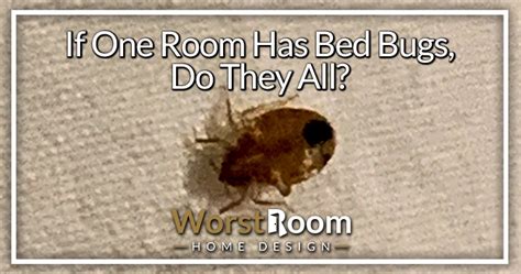 If One Room Has Bed Bugs Do They All Worst Room