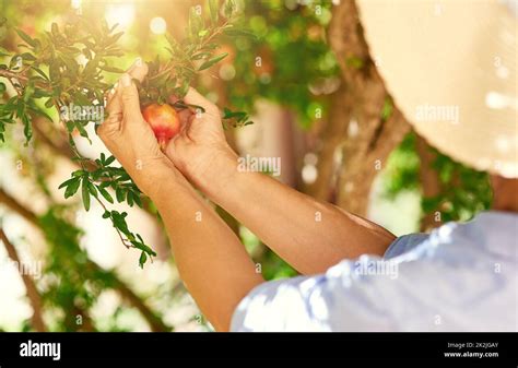 Look How Beautifully Youve Grown Cropped Shot Of A Woman Picking Pomegranates From A Tree In