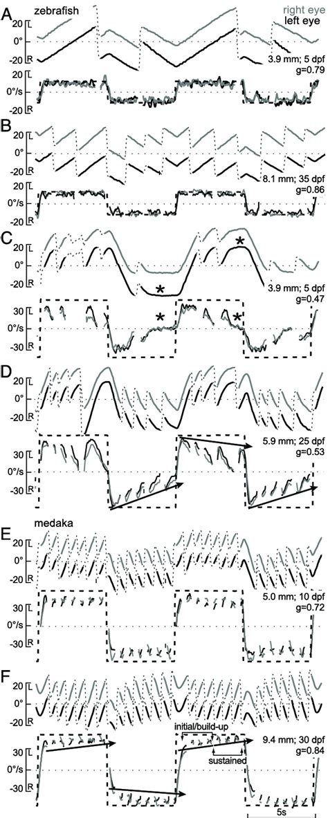 Optokinetic Velocity Steps Optokinetic Reflex Okr Performance In Download Scientific Diagram