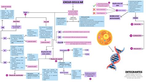 Mapa Conceptual De Cromosoma Mapa Conceptual De Cromosoma