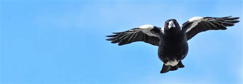 Swooping Season Birdlife Australia