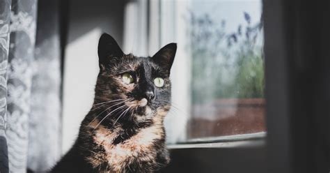 What Animal Type You Are Based On Your Myers Briggs Personality