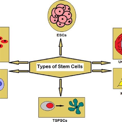Types Of Stem Cells On The Basis Of Regenerative Power Viz Embryonic Download Scientific