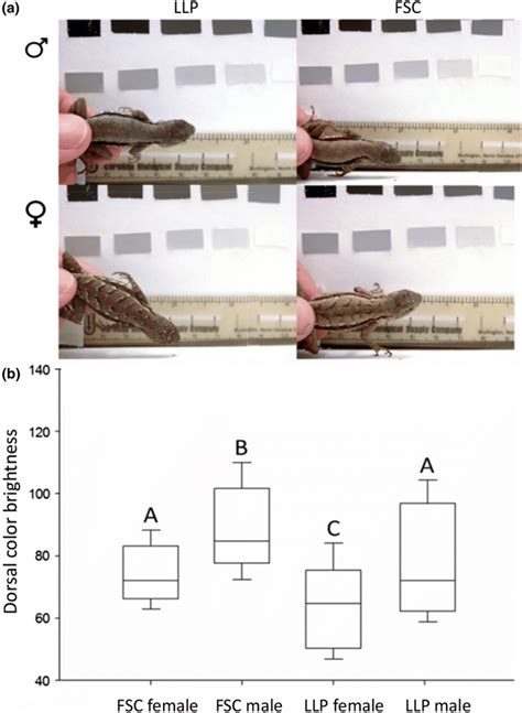 A Calibrated Photographs For Each Sex From Both Habitat Types B Download Scientific Diagram