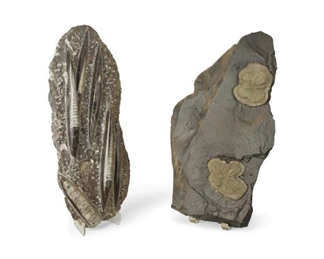 Lot Two Fossil Rock Specimens