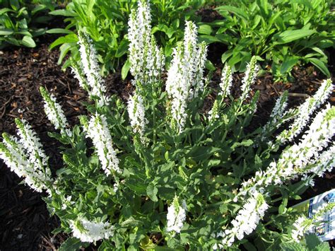 White Salvia Plant In Flower Garden